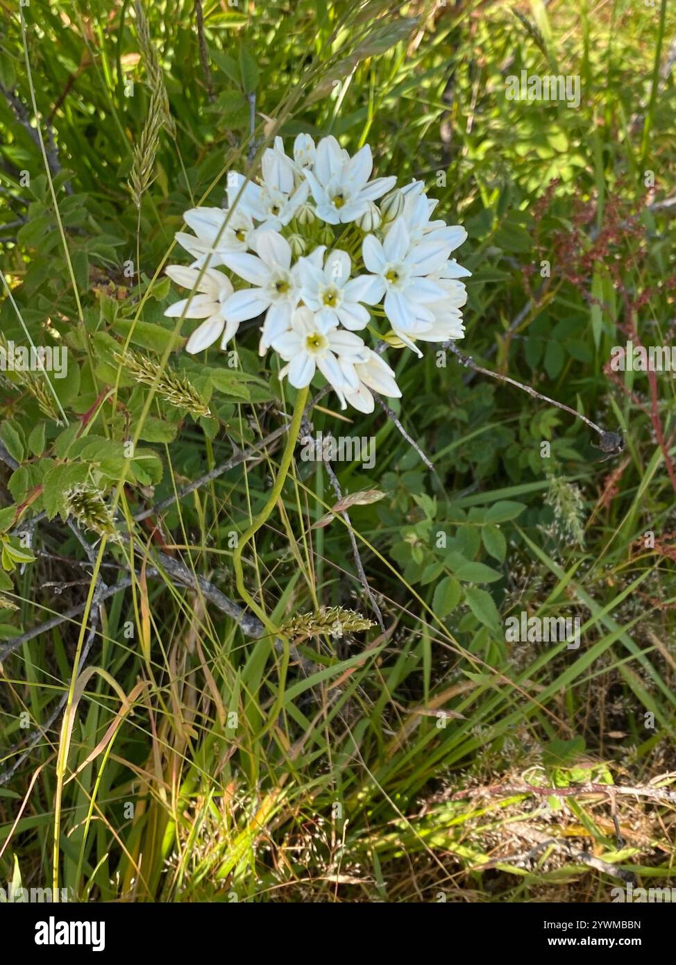 white brodiaea (Triteleia hyacinthina Stock Photo - Alamy