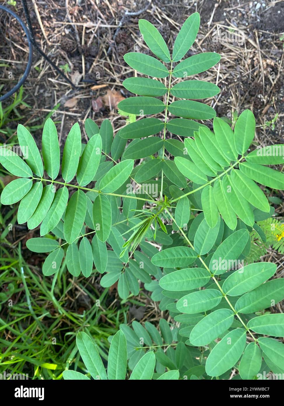 false indigo bush (Amorpha fruticosa Stock Photo - Alamy