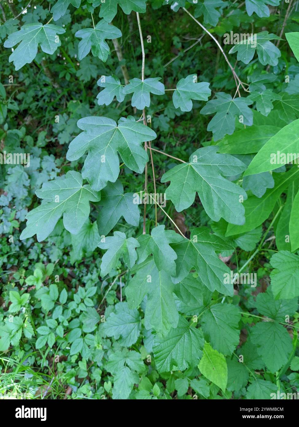 field maple (Acer campestre Stock Photo - Alamy