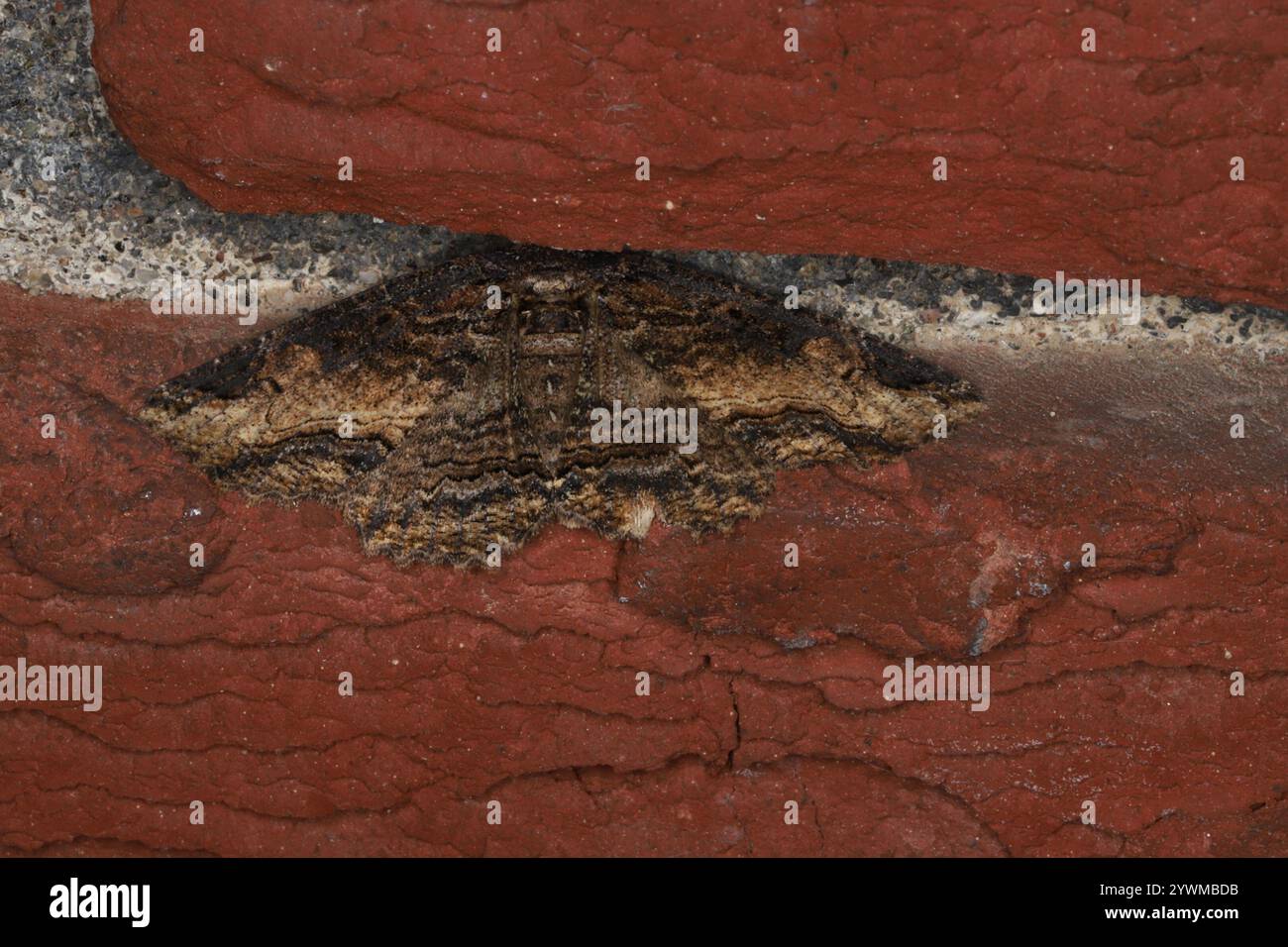 Colorful Zale Moth (Zale minerea Stock Photo - Alamy