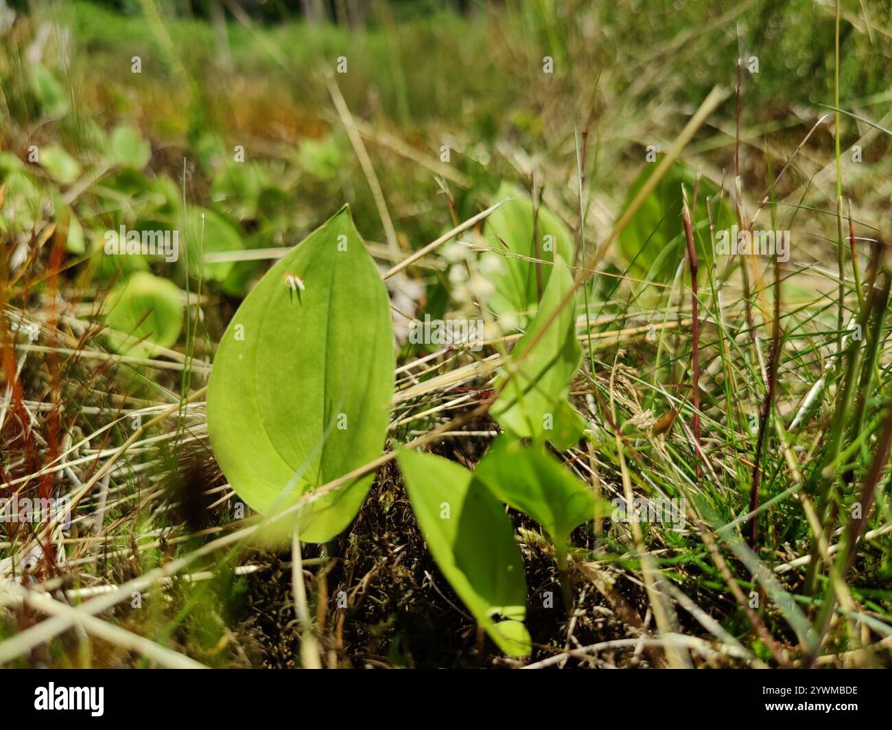 May Lily (Maianthemum bifolium Stock Photo - Alamy