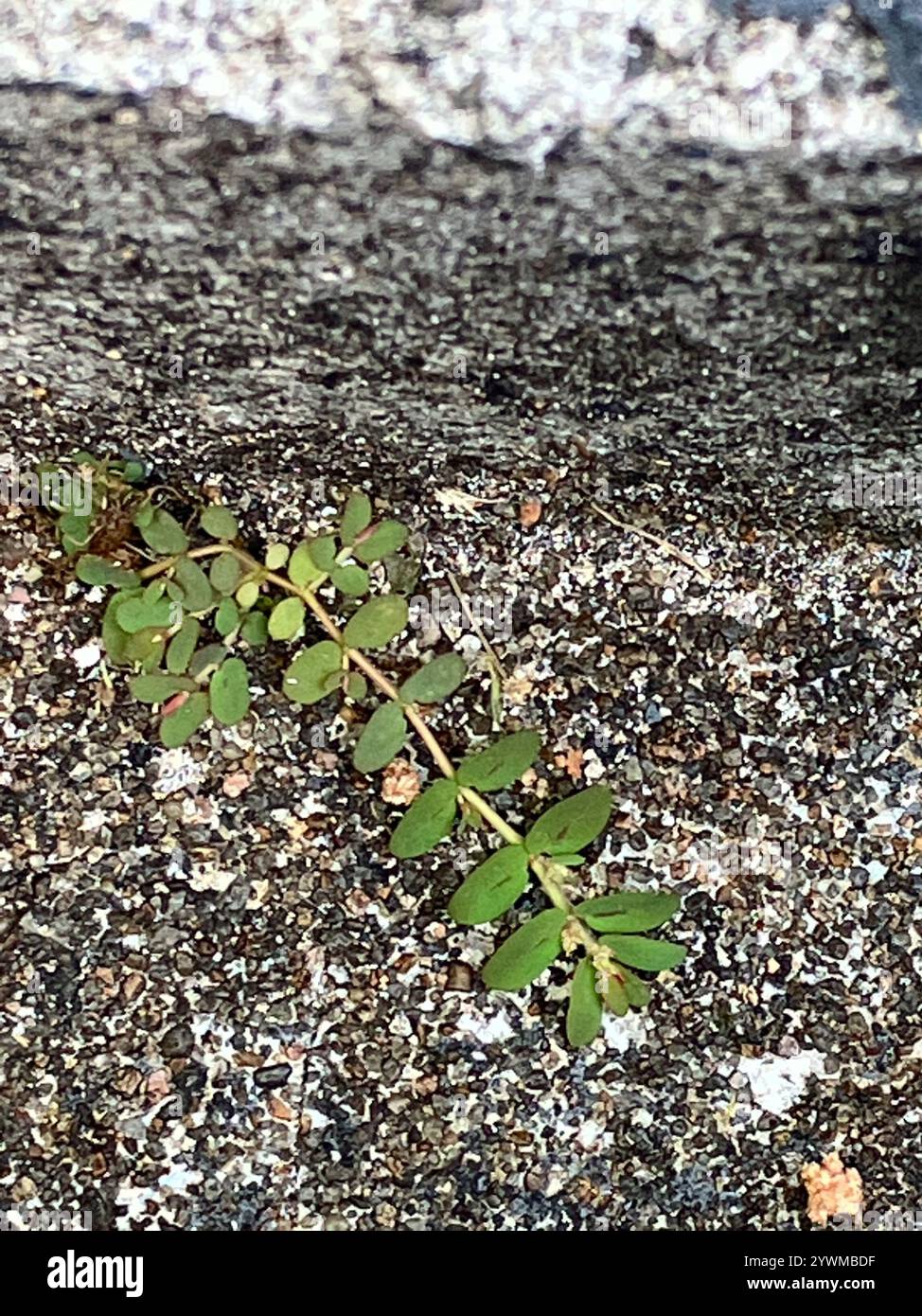 Red Caustic-creeper (Euphorbia thymifolia Stock Photo - Alamy
