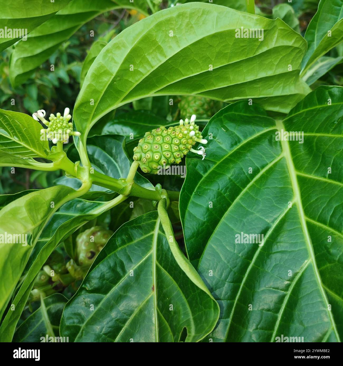 Noni (Morinda citrifolia Stock Photo - Alamy