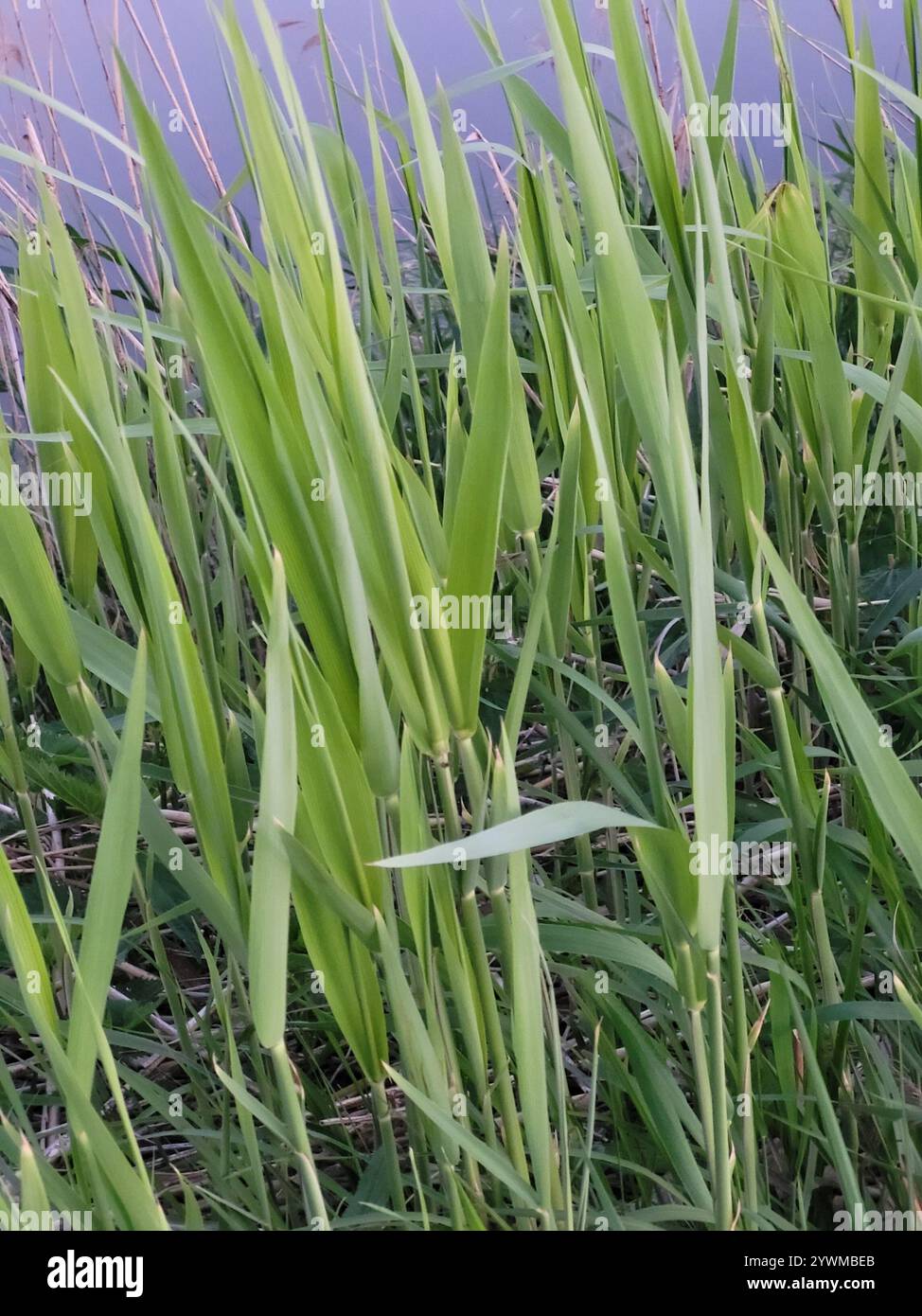 common reed (Phragmites australis Stock Photo - Alamy
