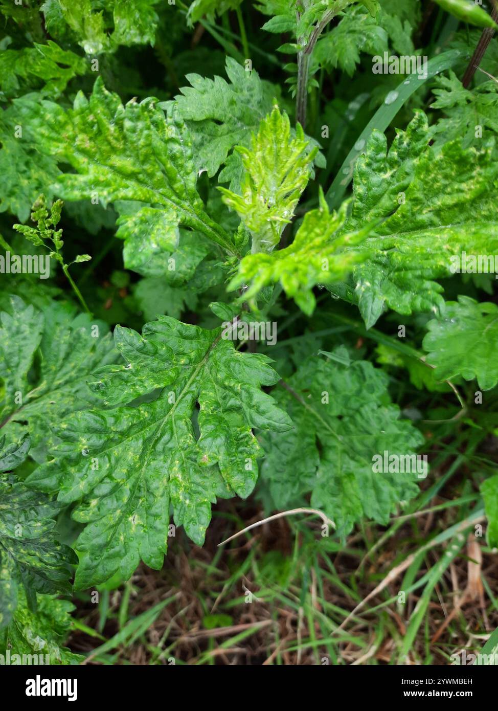 common mugwort (Artemisia vulgaris Stock Photo - Alamy