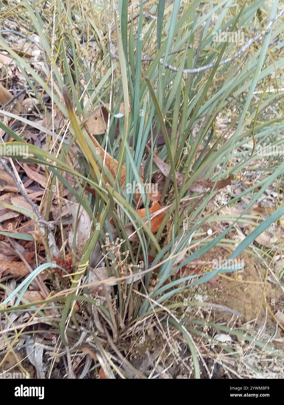 iron-grass (Lomandra multiflora dura Stock Photo - Alamy