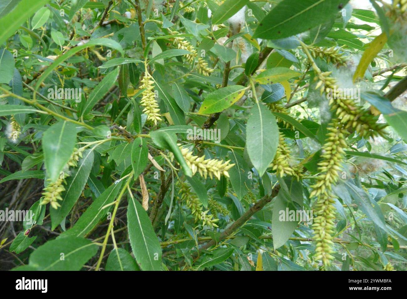 Almond Willow (Salix triandra Stock Photo - Alamy