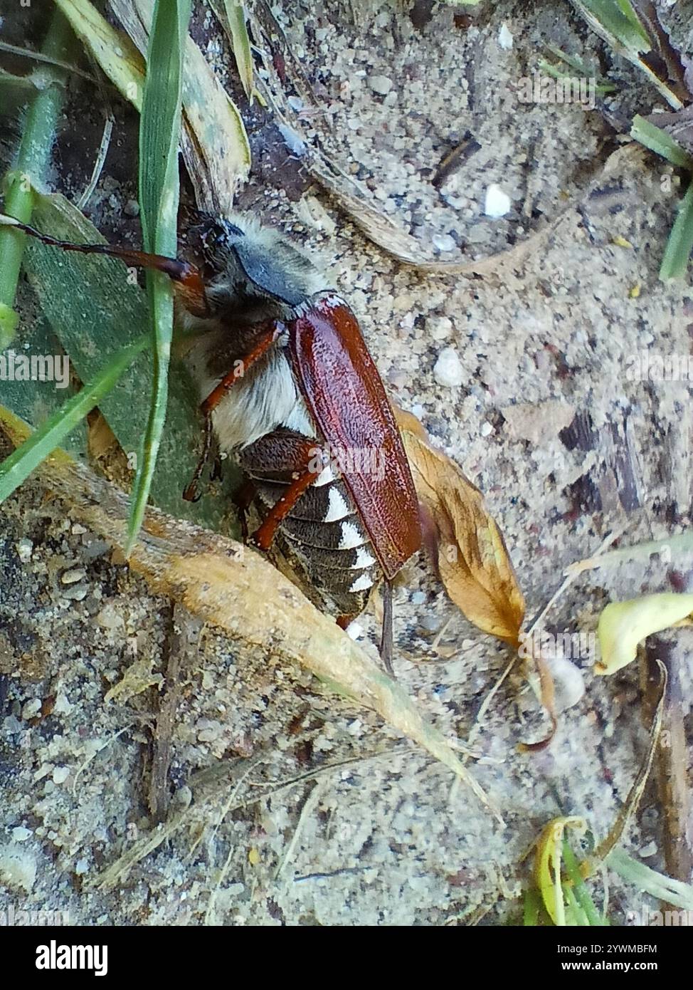 Common Cockchafer (Melolontha melolontha Stock Photo - Alamy