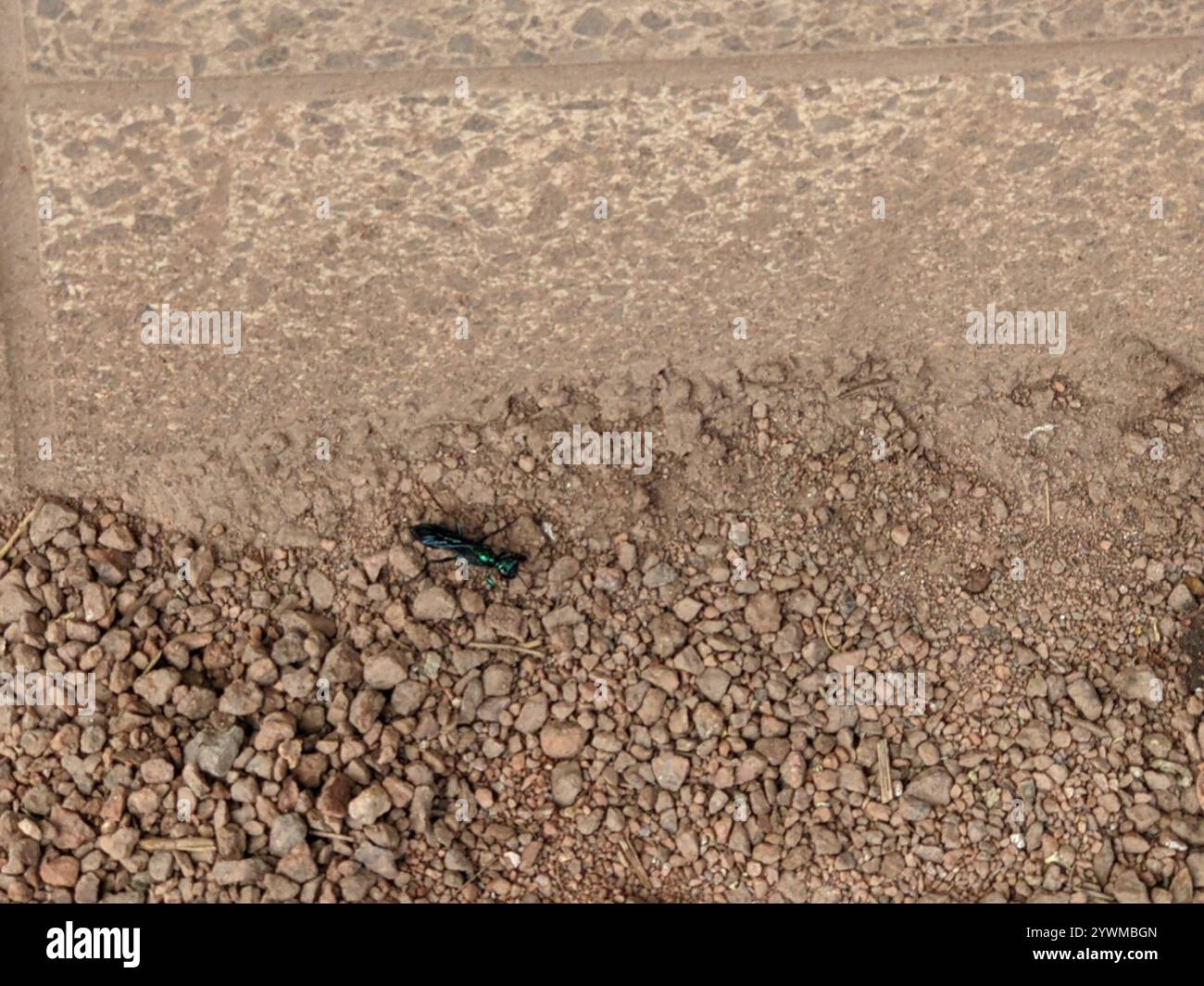 Steel-blue Cricket-hunter Wasp (Chlorion aerarium Stock Photo - Alamy