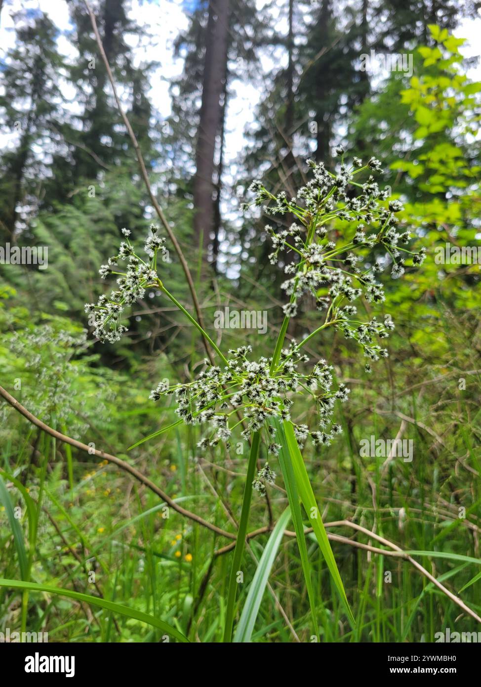 Panicled Bulrush (Scirpus microcarpus Stock Photo - Alamy