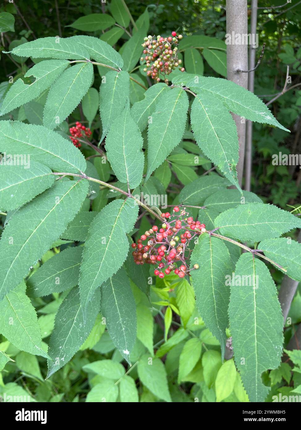 red-berried elder (Sambucus racemosa Stock Photo - Alamy