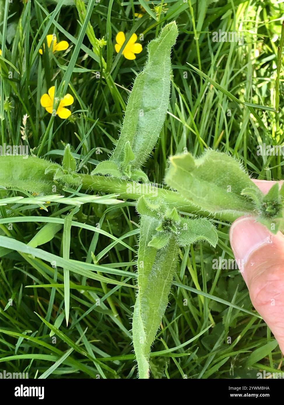 Common Fiddleneck (Amsinckia menziesii Stock Photo - Alamy