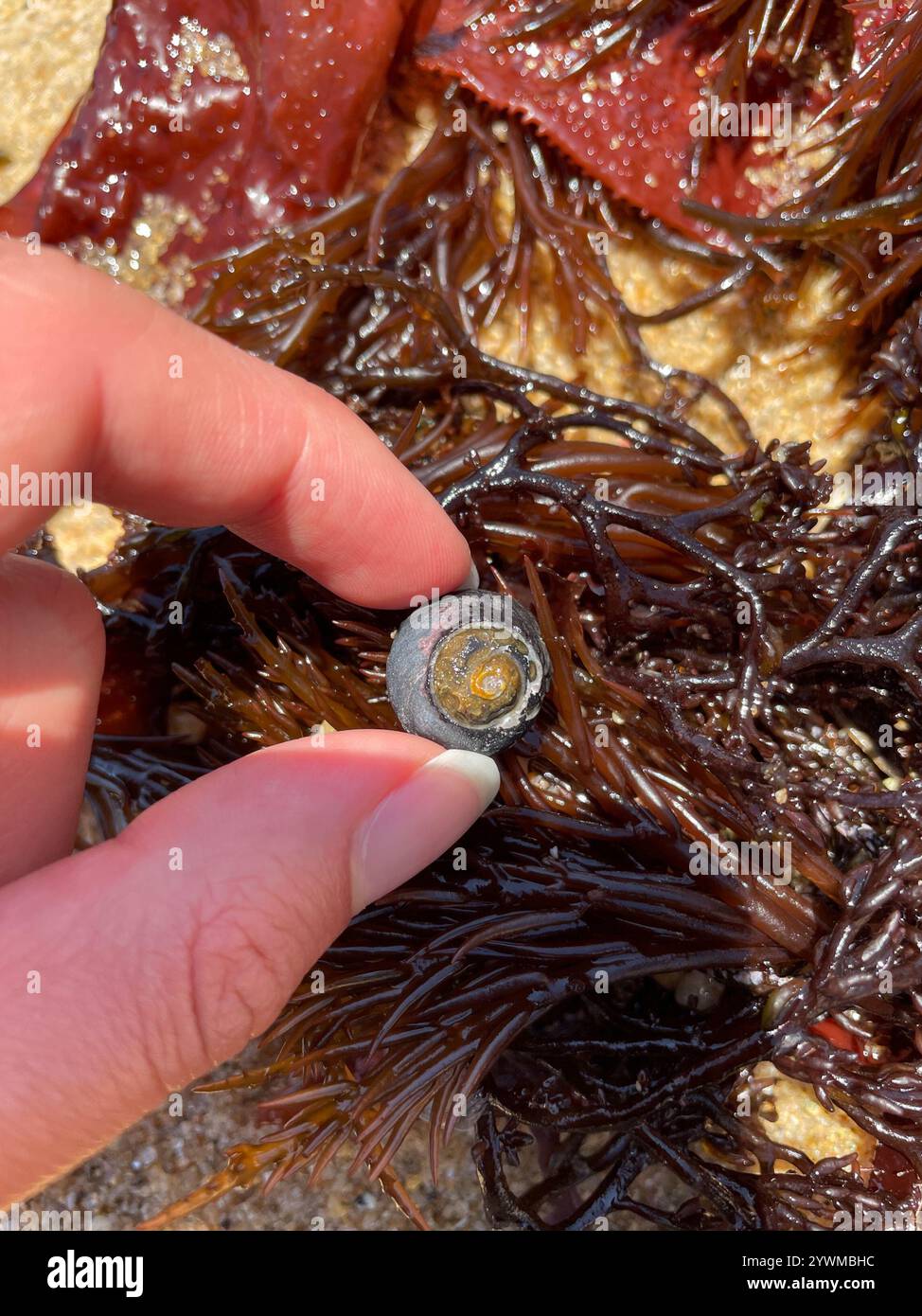 Black Tegula (Tegula funebralis Stock Photo - Alamy