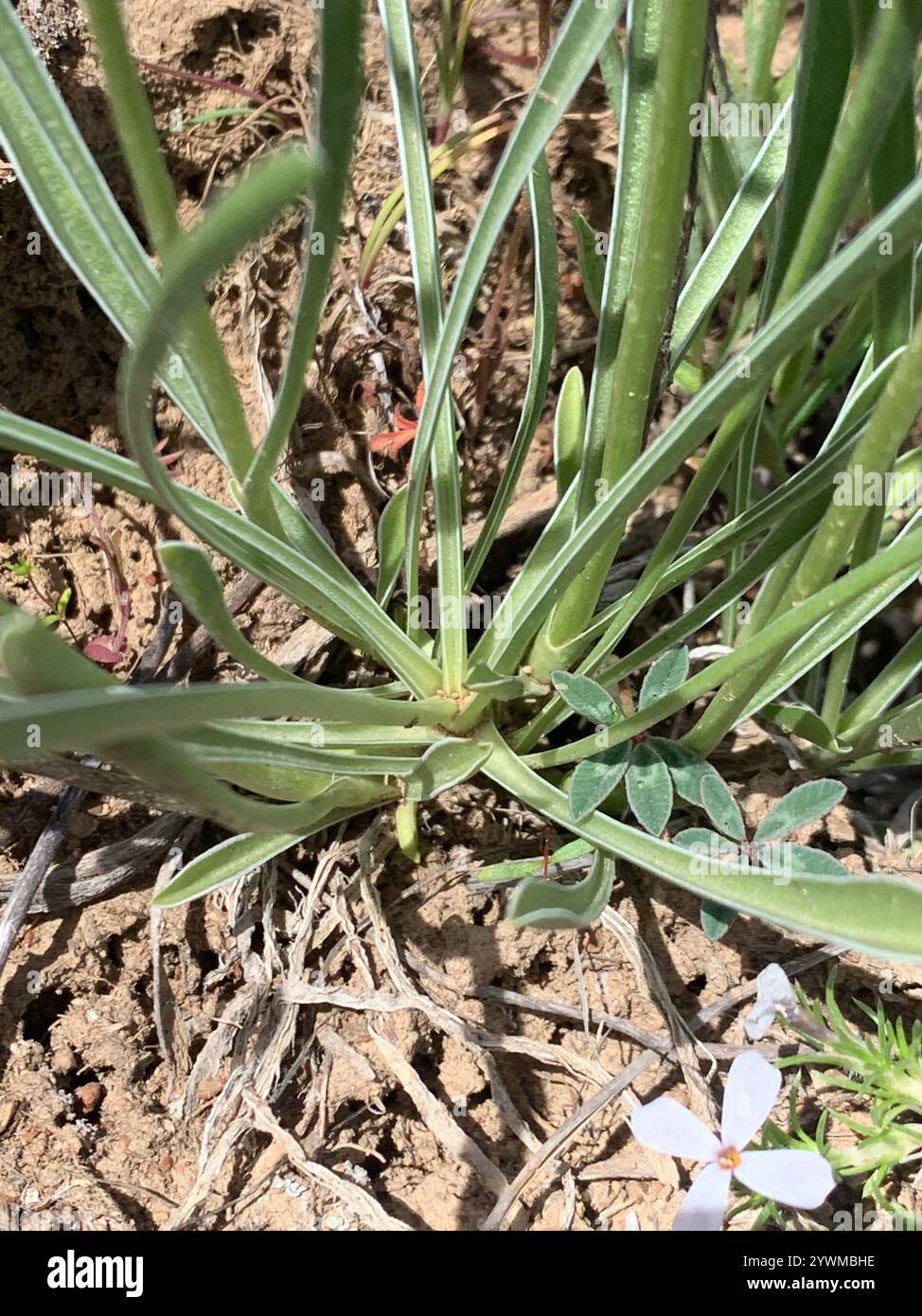whitestem frasera (Frasera albicaulis Stock Photo - Alamy