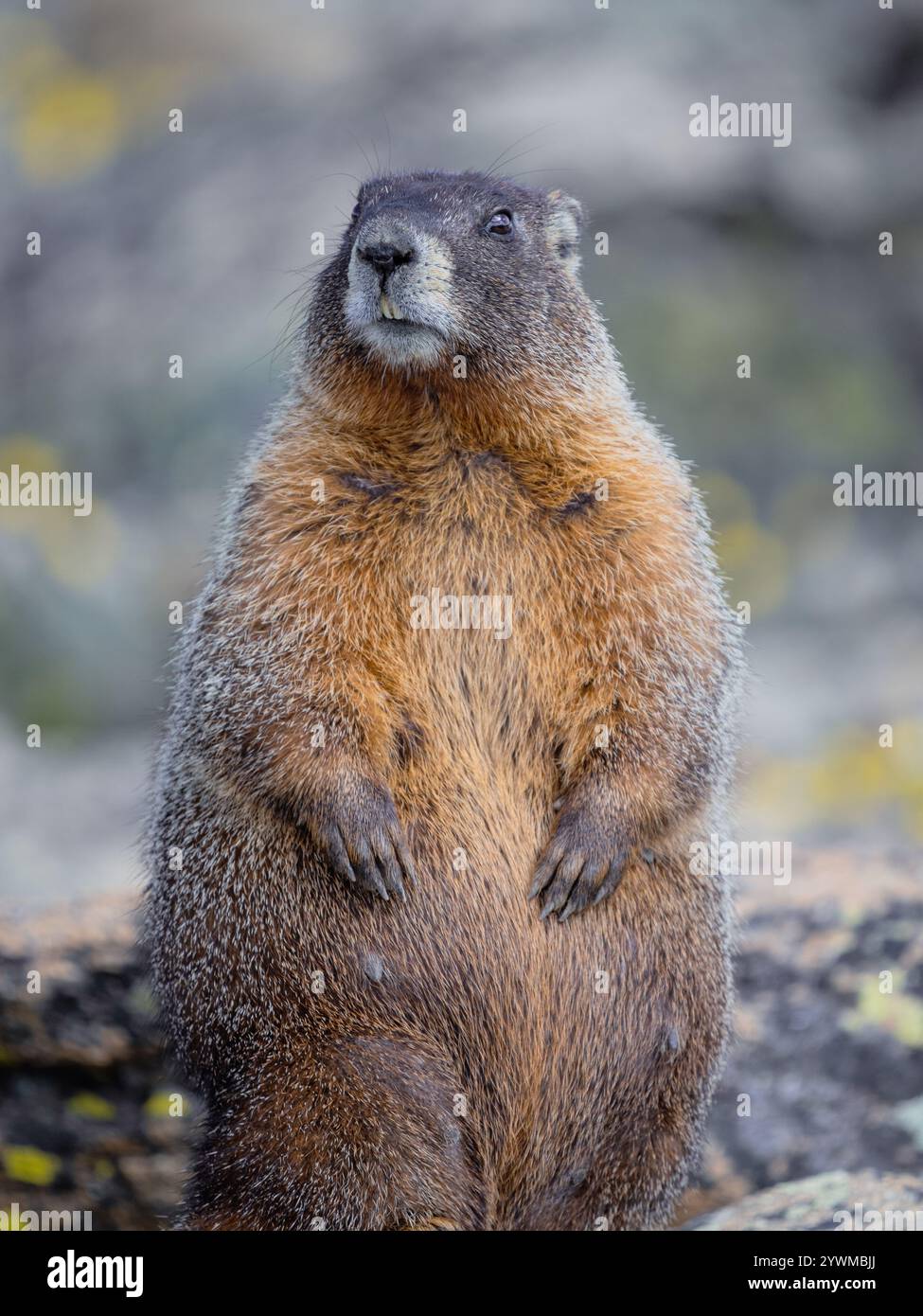 big marmot in the high alpine surrounded by wildflowers Stock Photo - Alamy