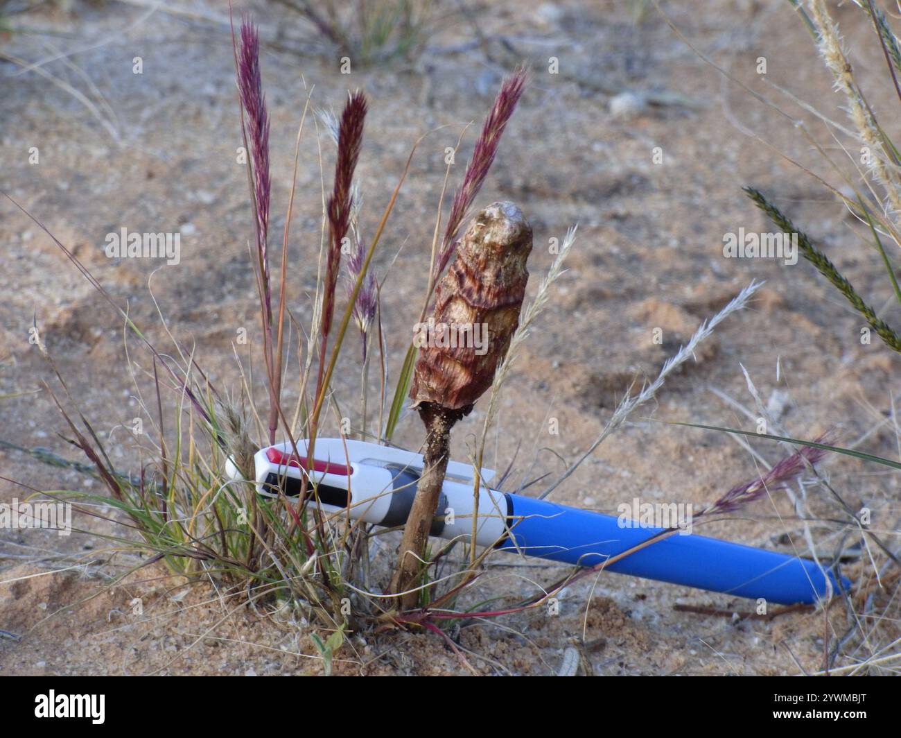 Podaxis hi-res stock photography and images - Alamy