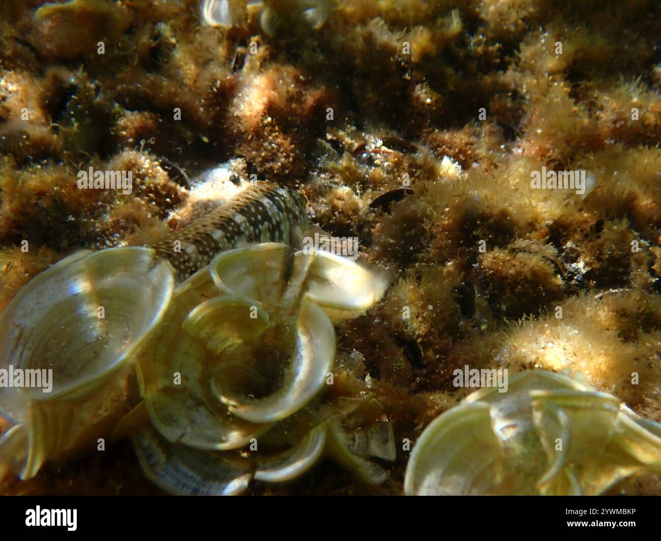 Peacock Blenny (Salaria pavo Stock Photo - Alamy