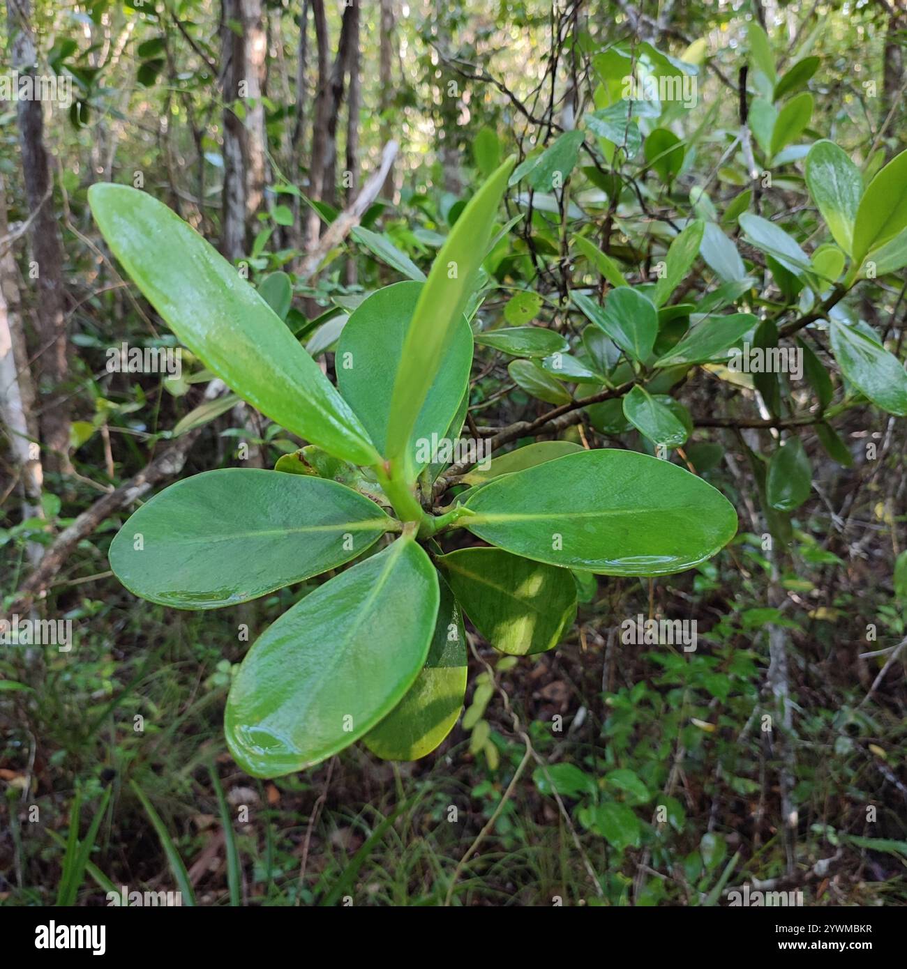 dwarf clusia (Clusia flava Stock Photo - Alamy