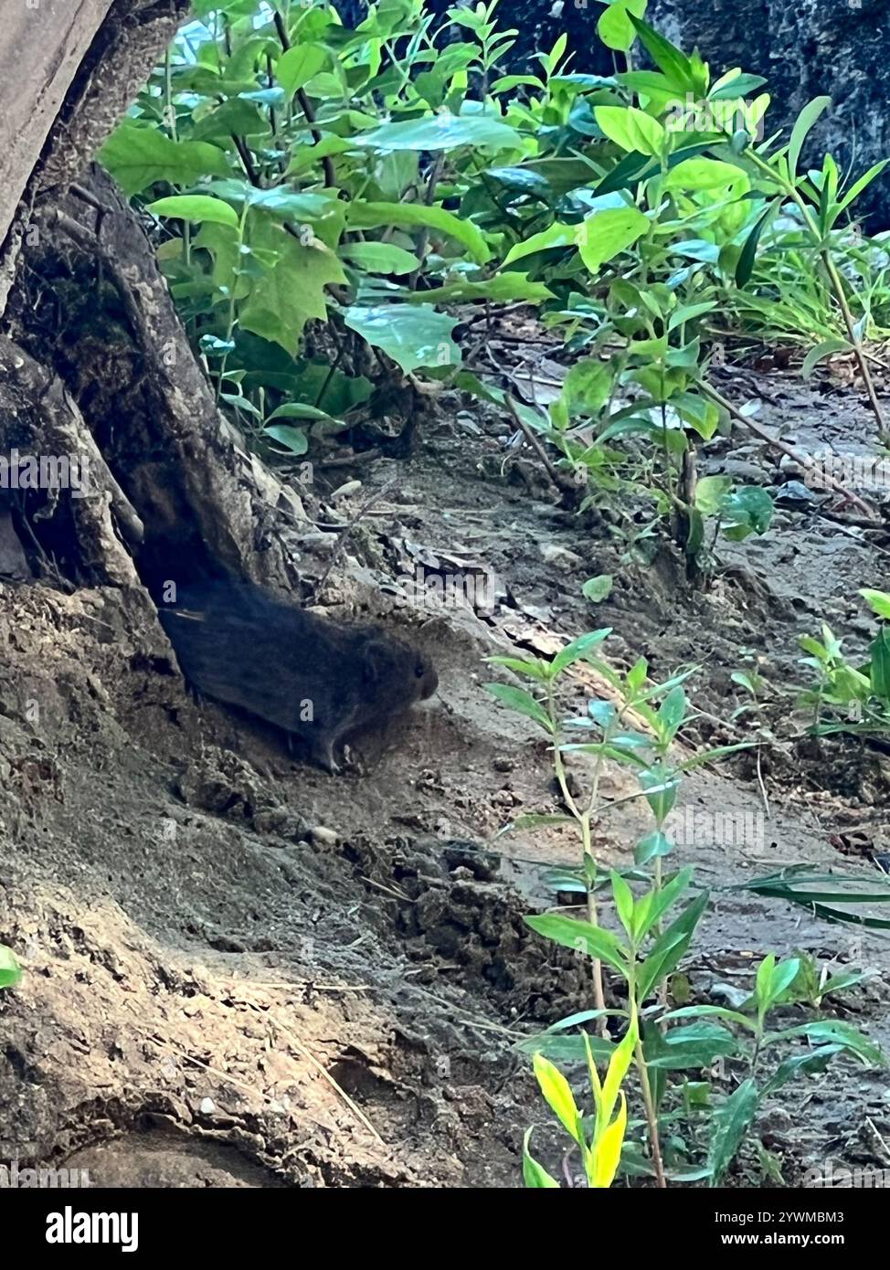 Eastern Meadow Vole (Microtus pennsylvanicus Stock Photo - Alamy