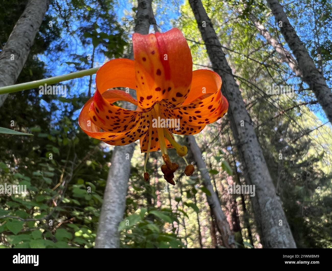 shasta lily (Lilium pardalinum shastense Stock Photo - Alamy