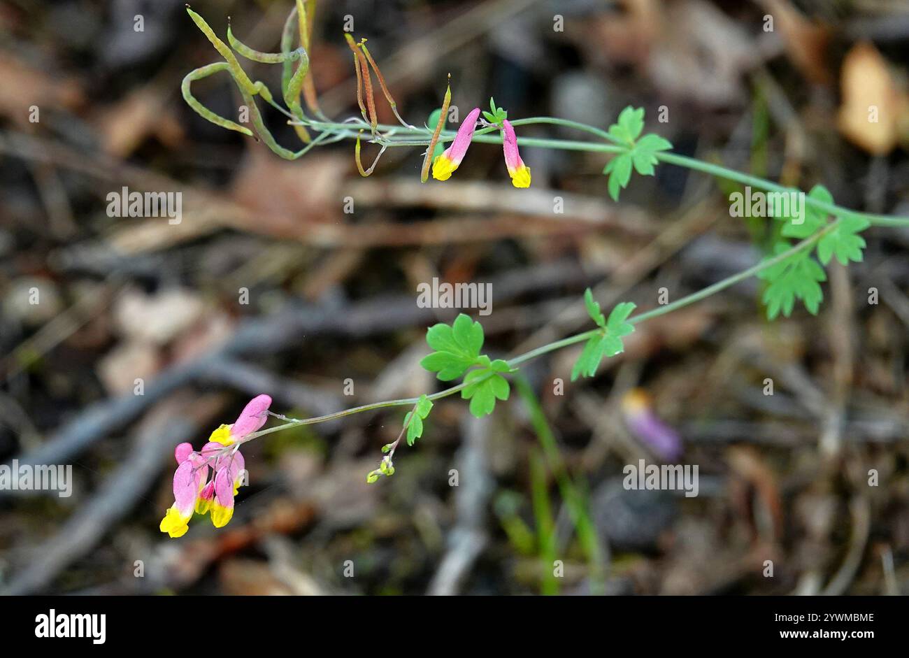 rock harlequin (Capnoides sempervirens Stock Photo - Alamy