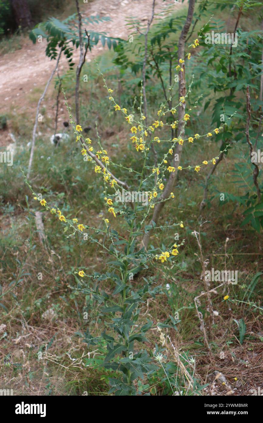 Mullein verbascum sinuatum hi-res stock photography and images - Alamy