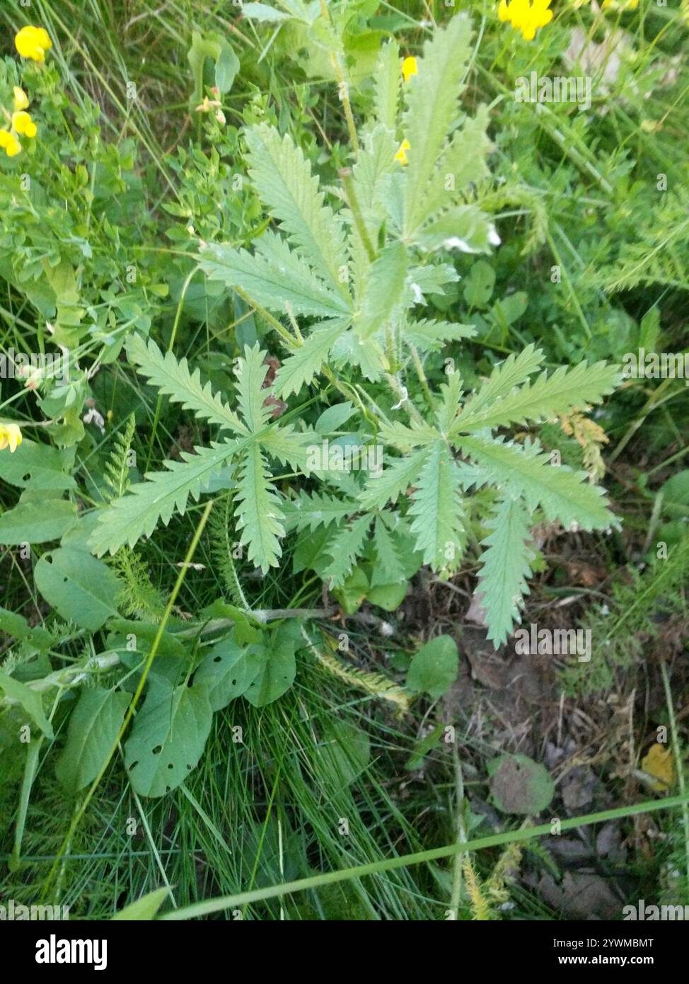 sulphur cinquefoil (Potentilla recta Stock Photo - Alamy