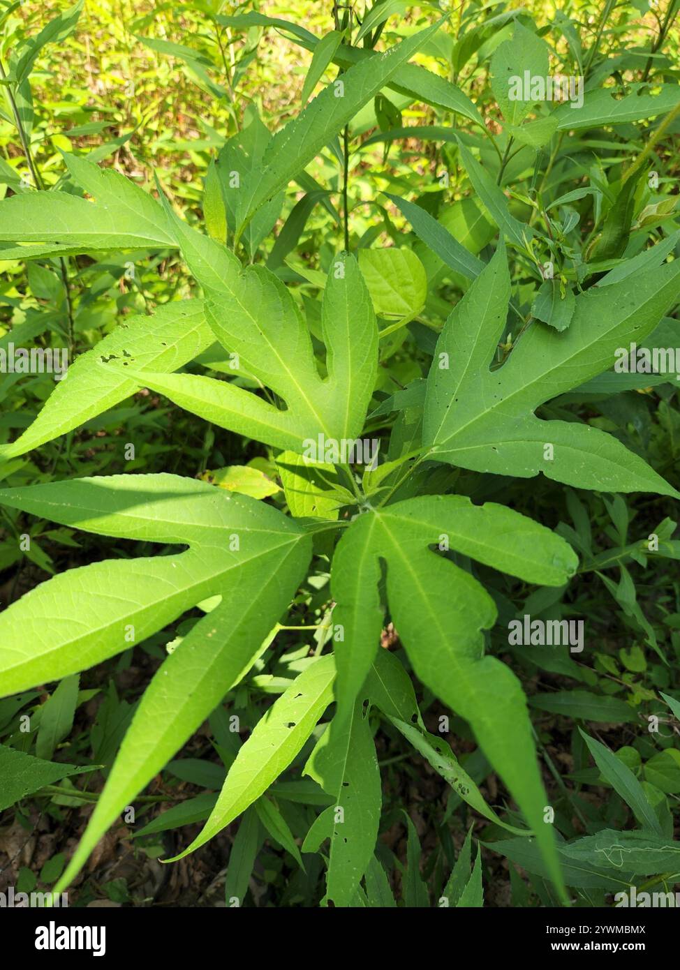giant ragweed (Ambrosia trifida Stock Photo - Alamy