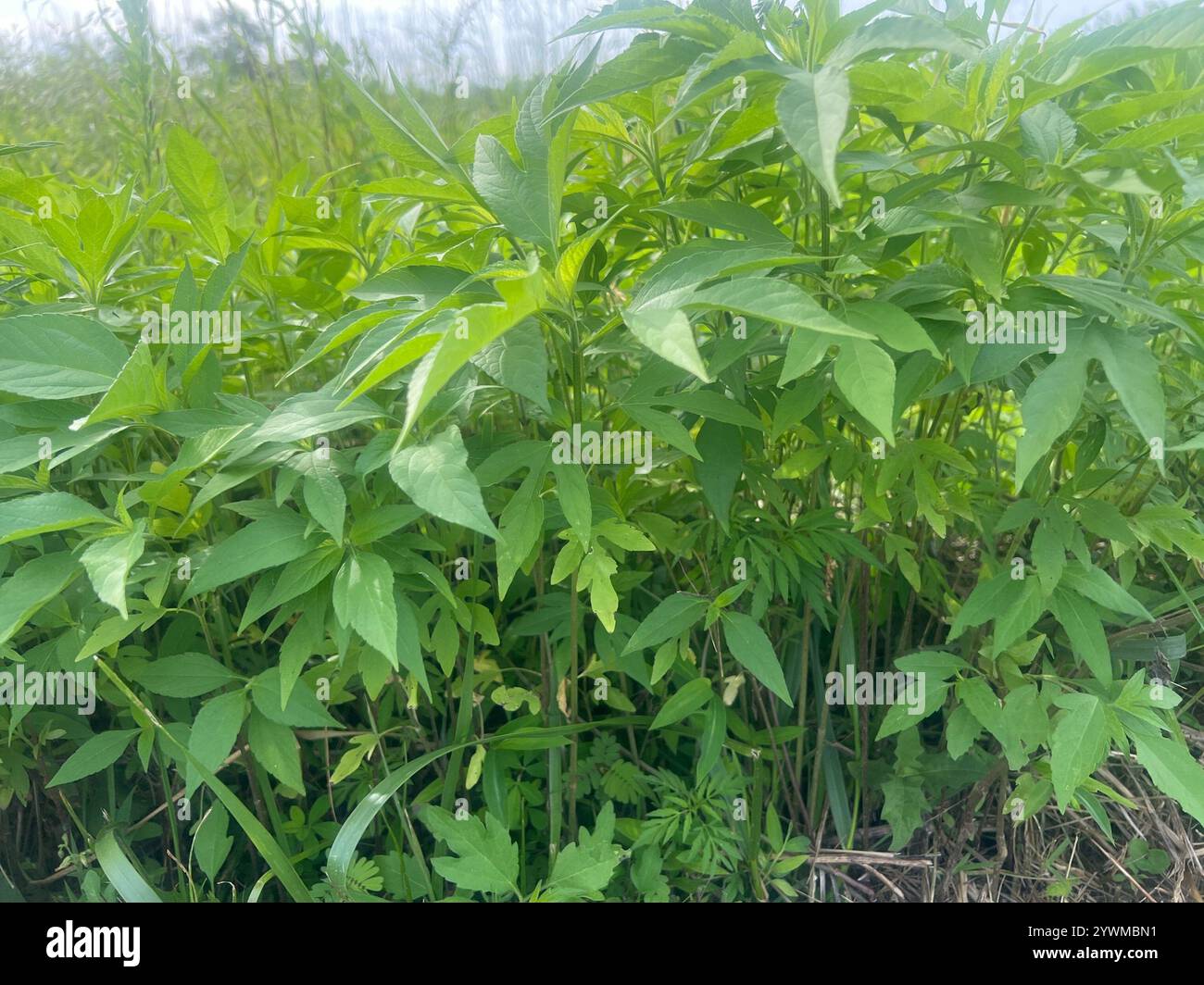 giant ragweed (Ambrosia trifida Stock Photo - Alamy