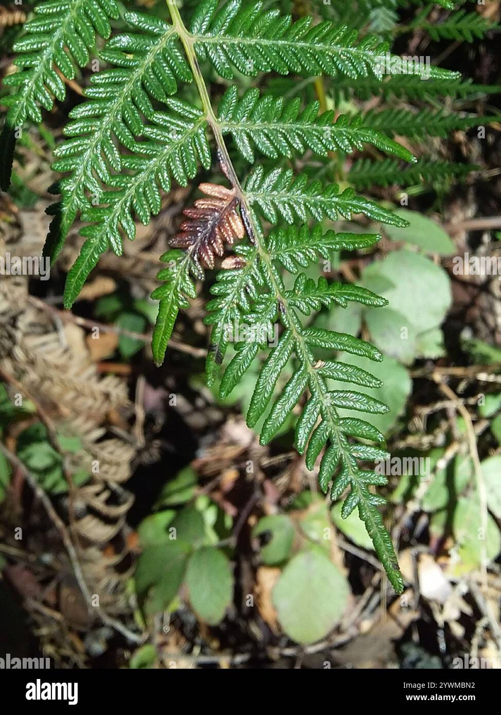 Austral Bracken (Pteridium esculentum Stock Photo - Alamy