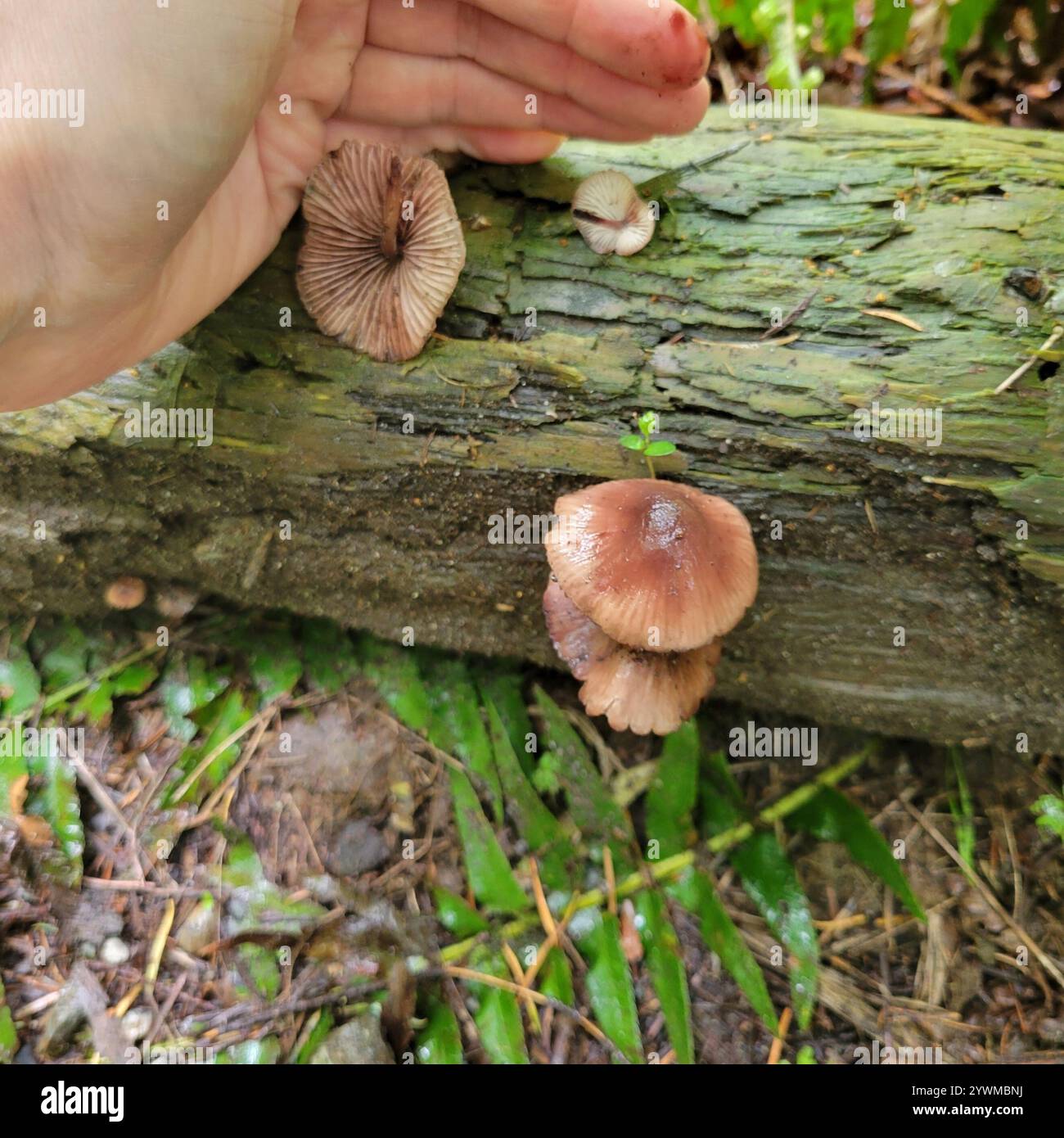 Bleeding Fairy Helmet (Mycena haematopus Stock Photo - Alamy