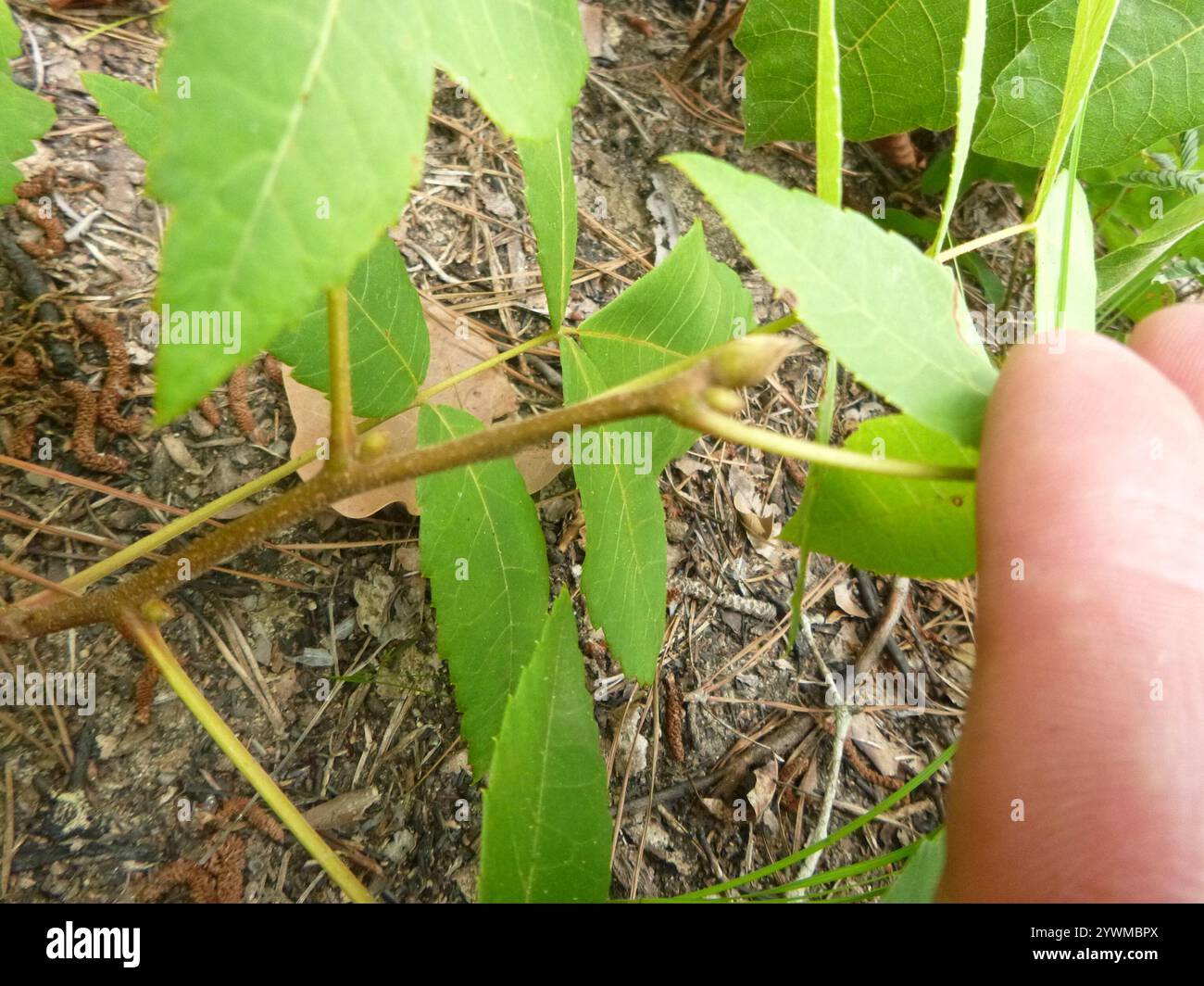 pignut hickory (Carya glabra Stock Photo - Alamy