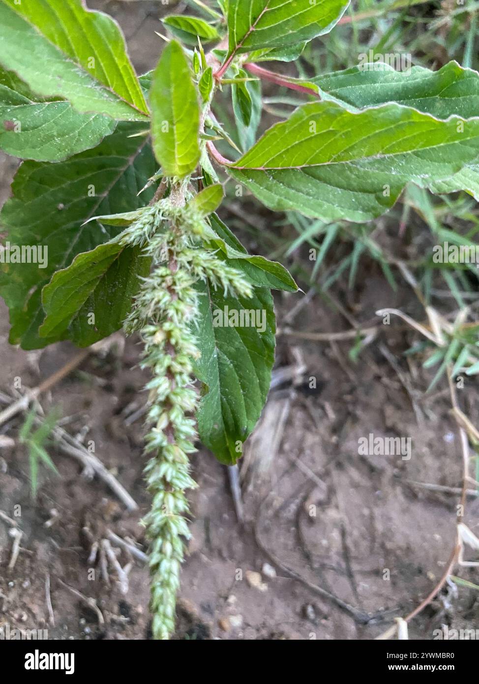 spiny amaranth (Amaranthus spinosus Stock Photo - Alamy