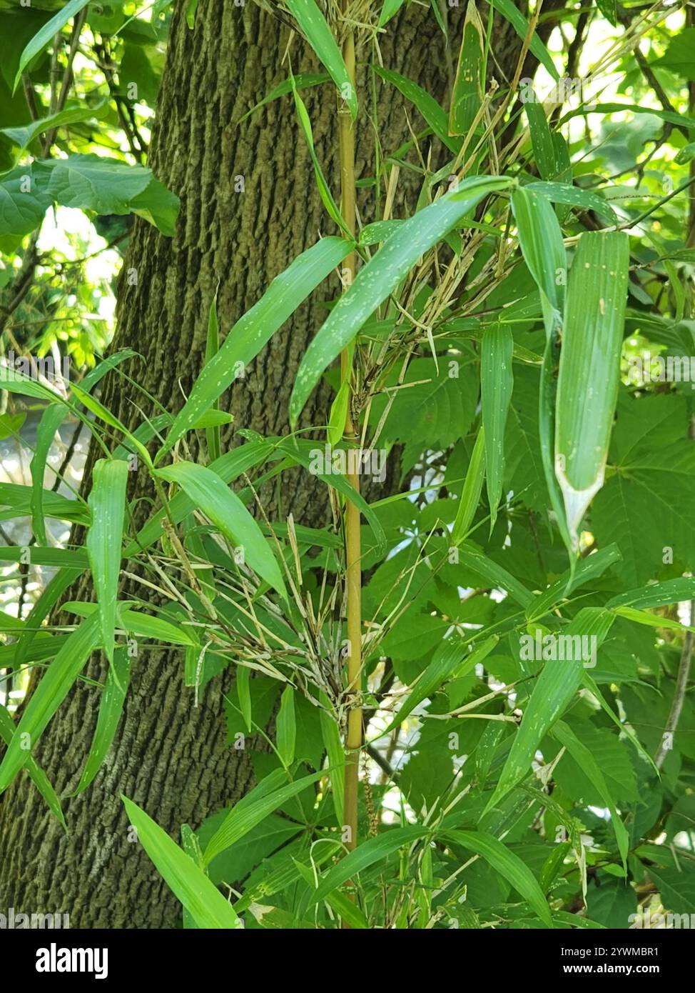river cane (Arundinaria gigantea Stock Photo - Alamy