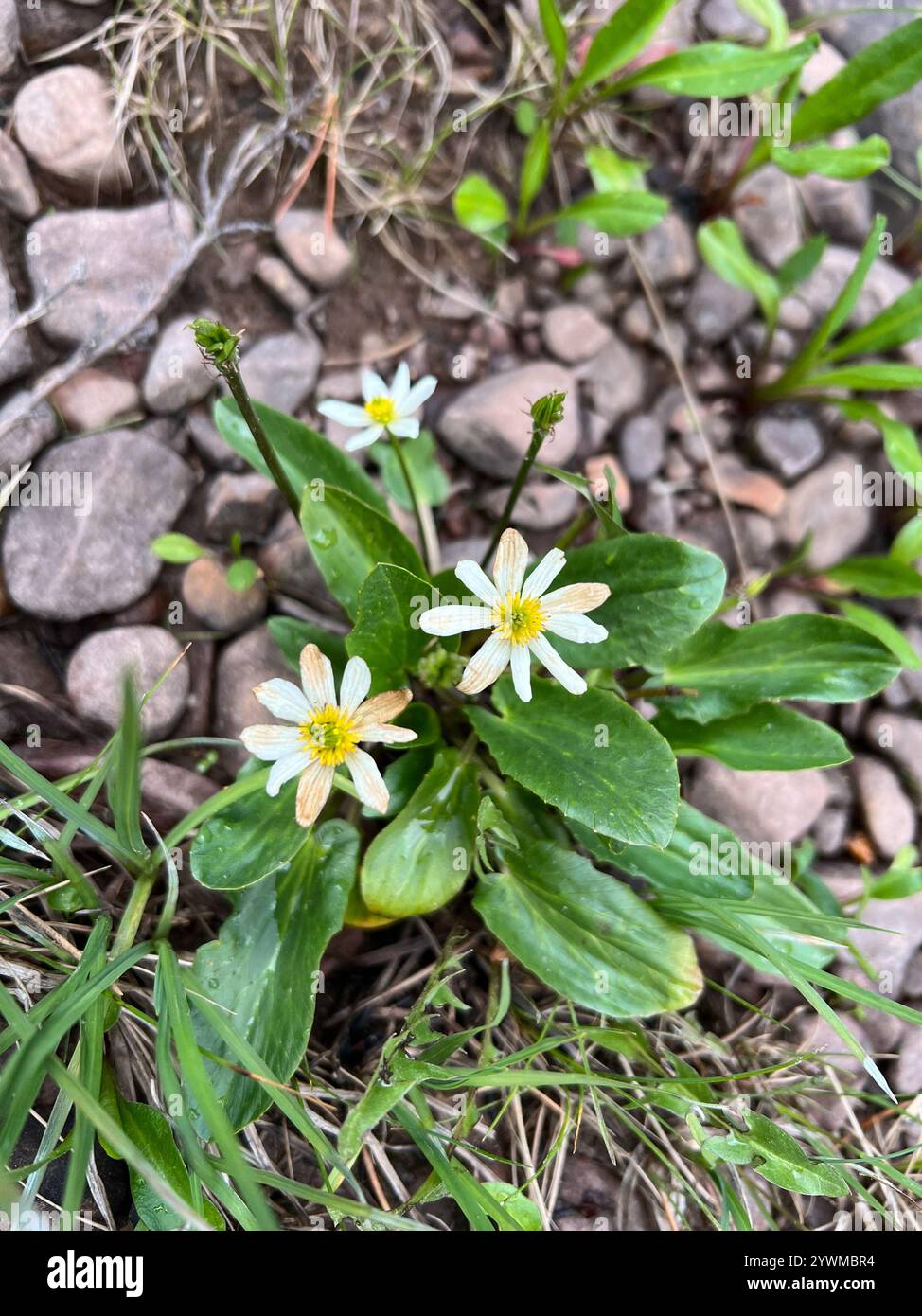 white marsh marigold (Caltha leptosepala Stock Photo - Alamy