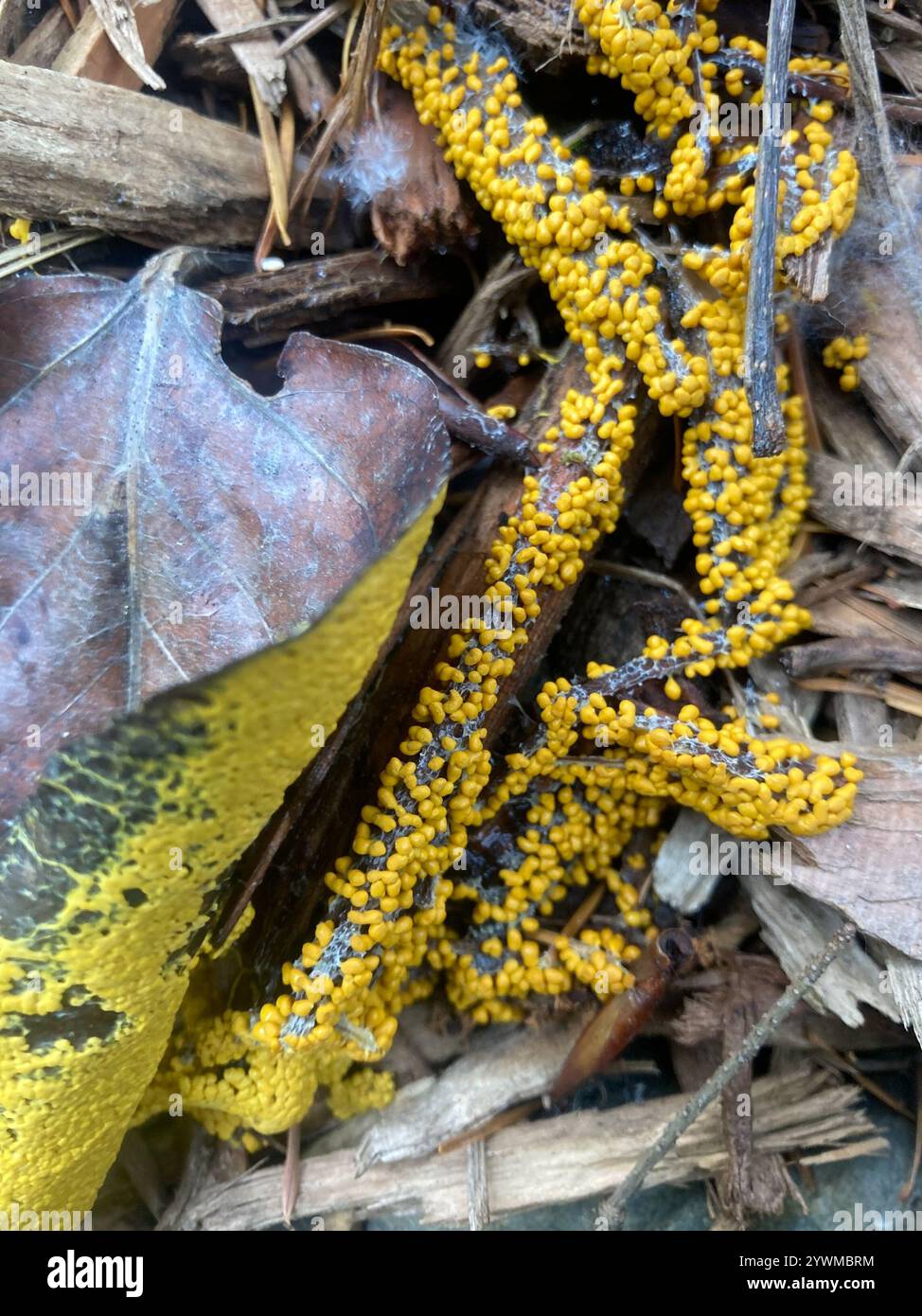 slime molds (Mycetozoa Stock Photo - Alamy