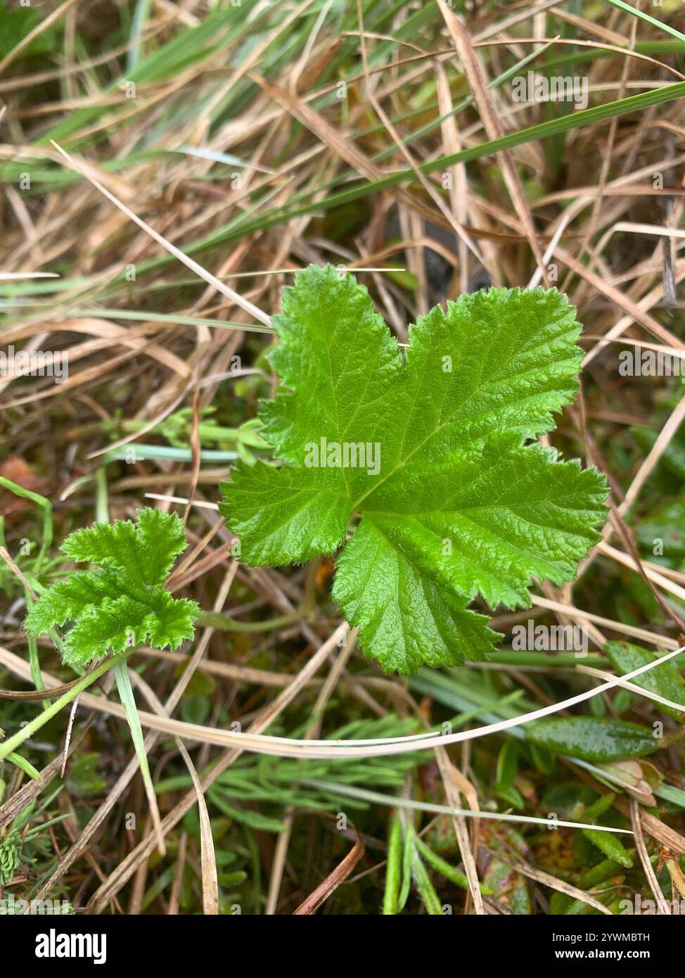 cloudberry (Rubus chamaemorus Stock Photo - Alamy