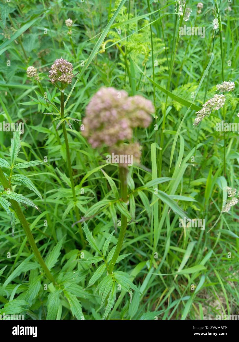 common valerian (Valeriana officinalis Stock Photo - Alamy
