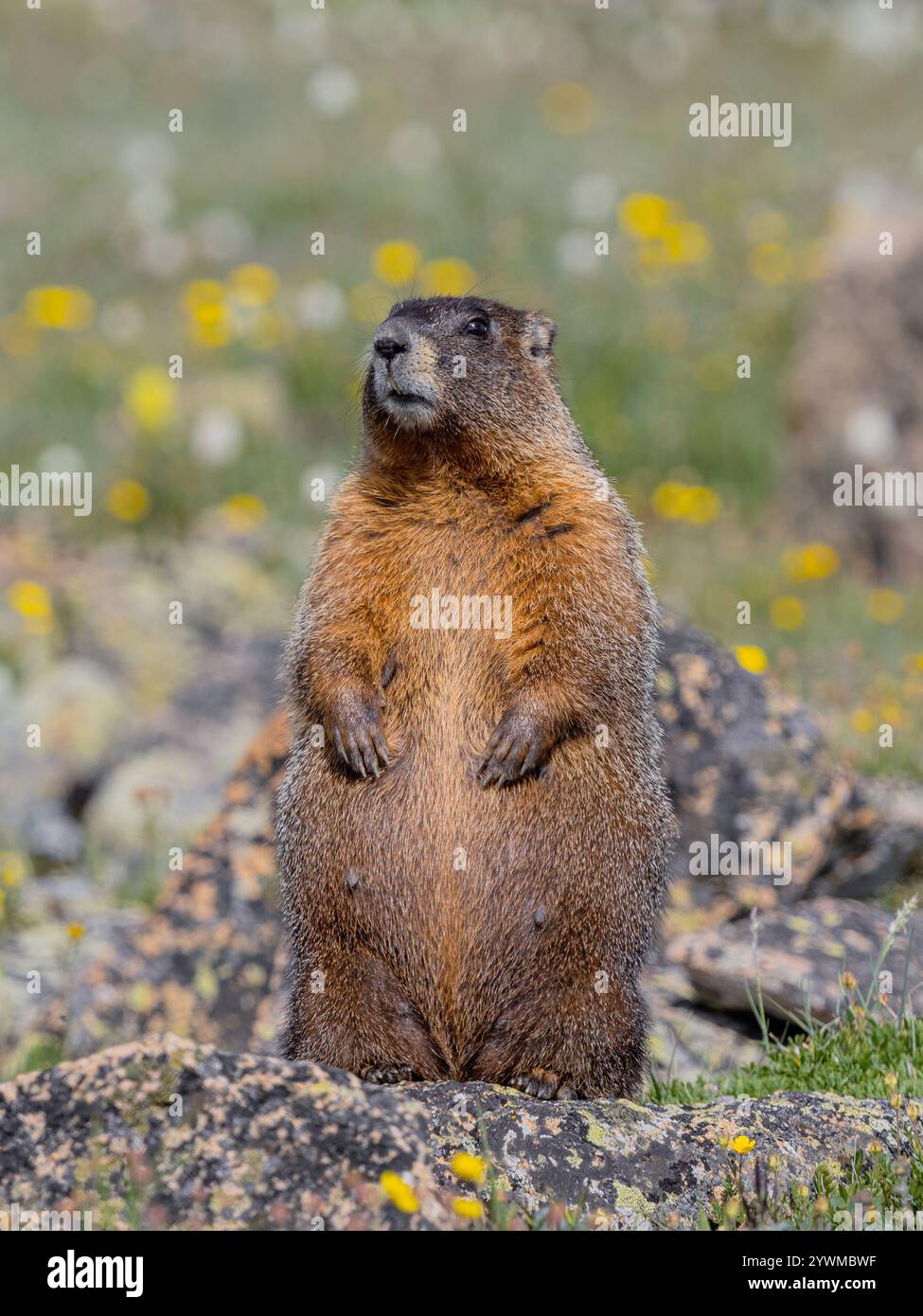 big marmot in the high alpine surrounded by wildflowers Stock Photo - Alamy