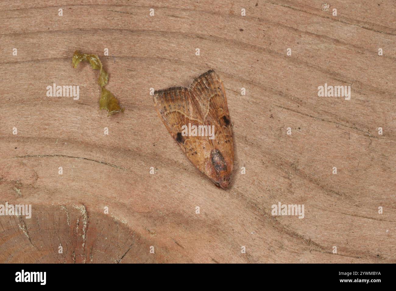 Wedgling Moth (Galgula partita Stock Photo - Alamy
