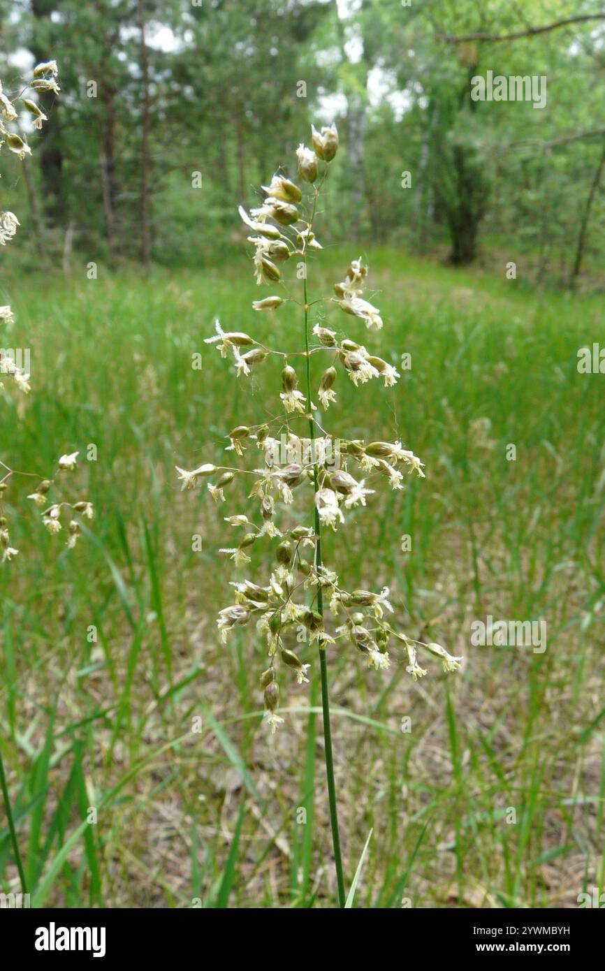 bison grass (Anthoxanthum nitens Stock Photo - Alamy