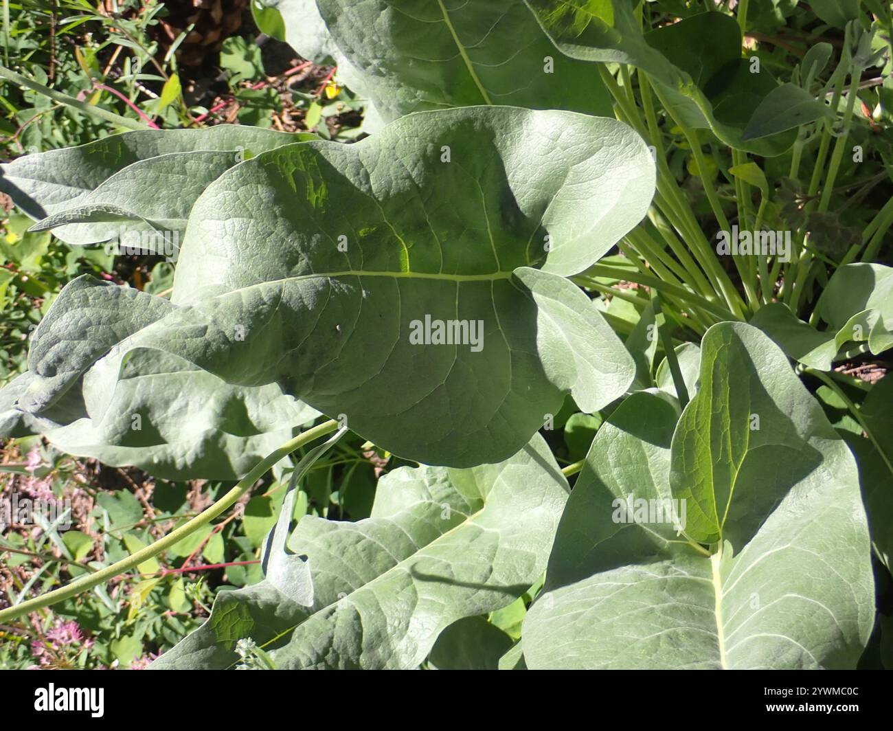 arrowleaf balsamroot (Balsamorhiza sagittata Stock Photo - Alamy