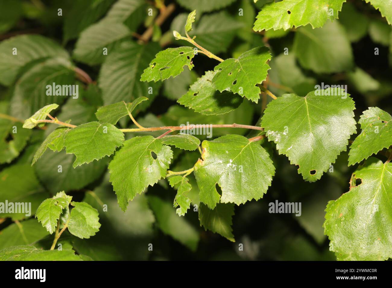 Downy Birch (Betula pubescens Stock Photo - Alamy