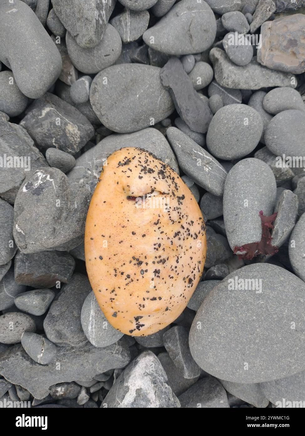 Gumboot Chiton (Cryptochiton stelleri Stock Photo - Alamy