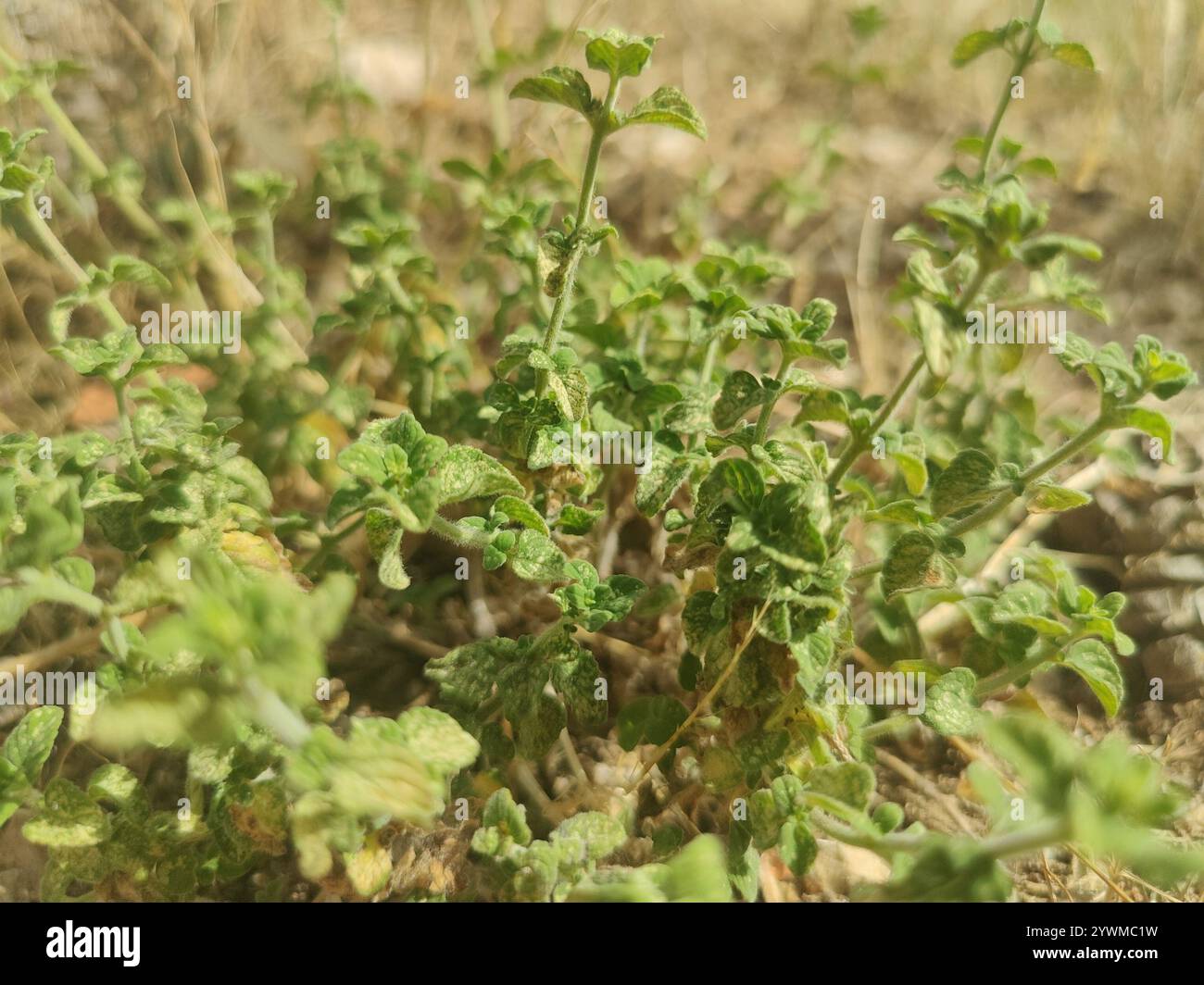 mint family (Lamiaceae Stock Photo - Alamy