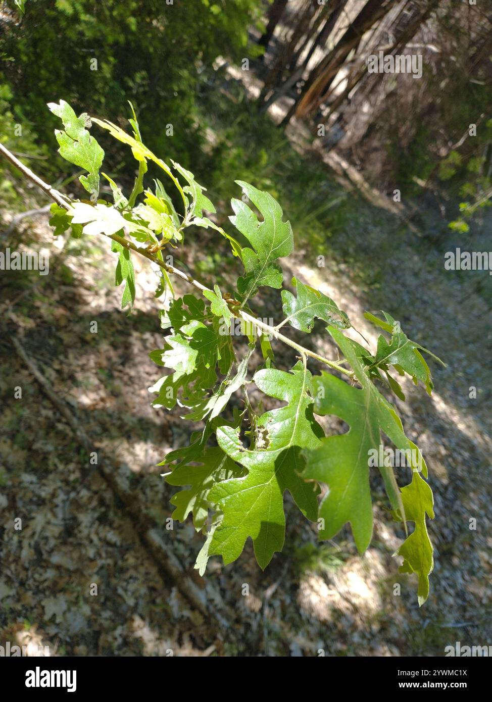 Oregon oak (Quercus garryana Stock Photo - Alamy