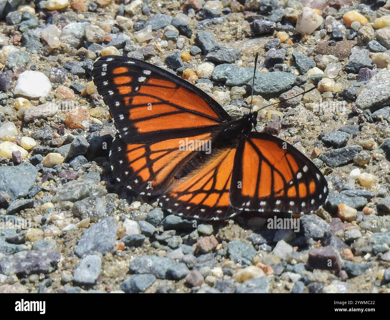 Viceroy (Limenitis archippus Stock Photo - Alamy