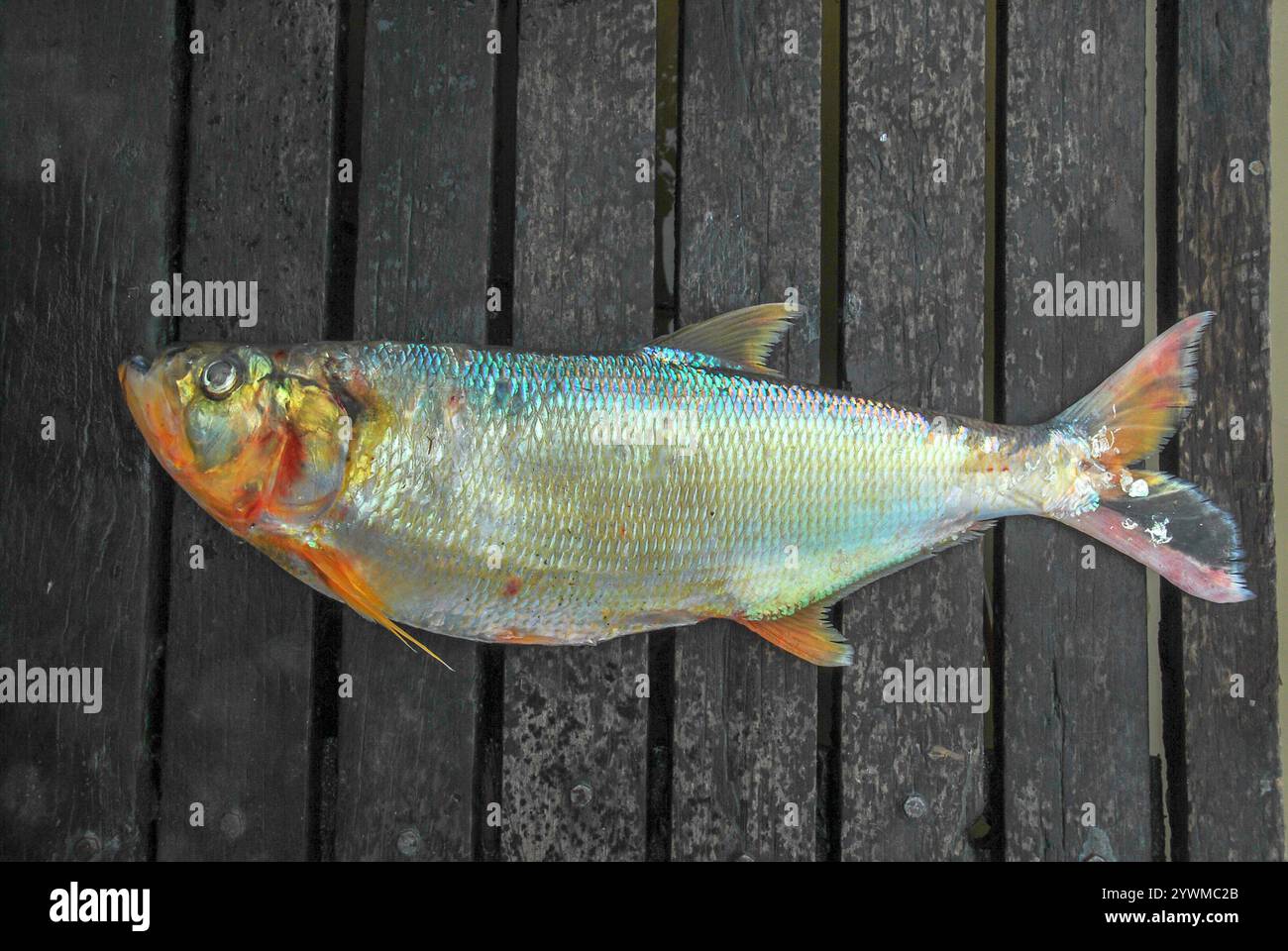Amazon Pellona (Pellona castelnaeana Stock Photo - Alamy