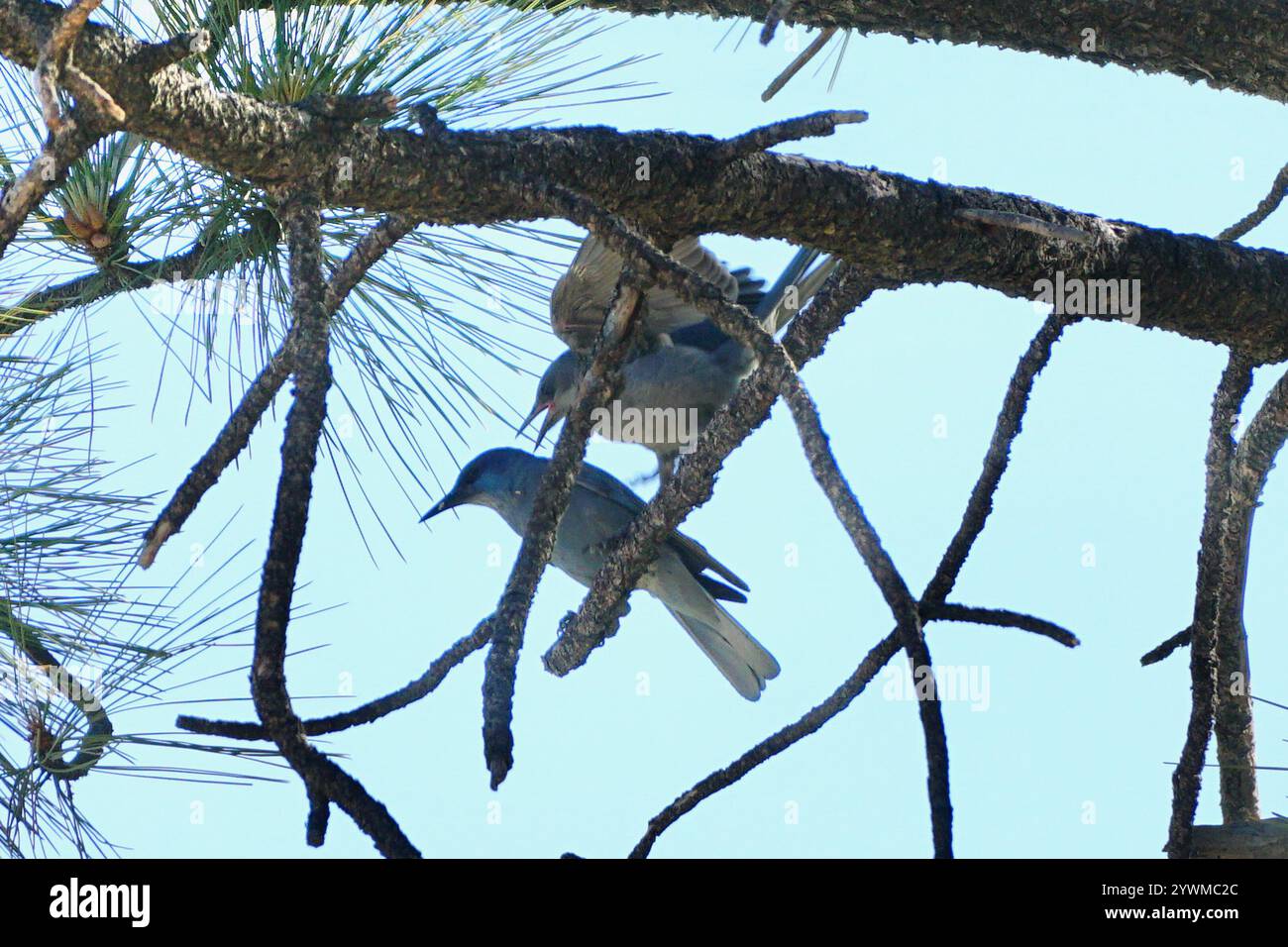Pinyon jay hi-res stock photography and images - Alamy