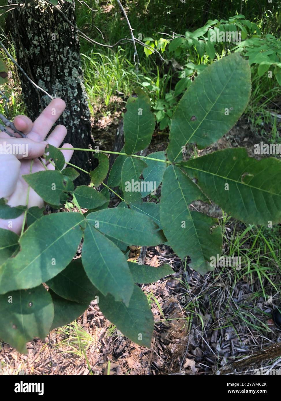 sand hickory (Carya pallida Stock Photo - Alamy
